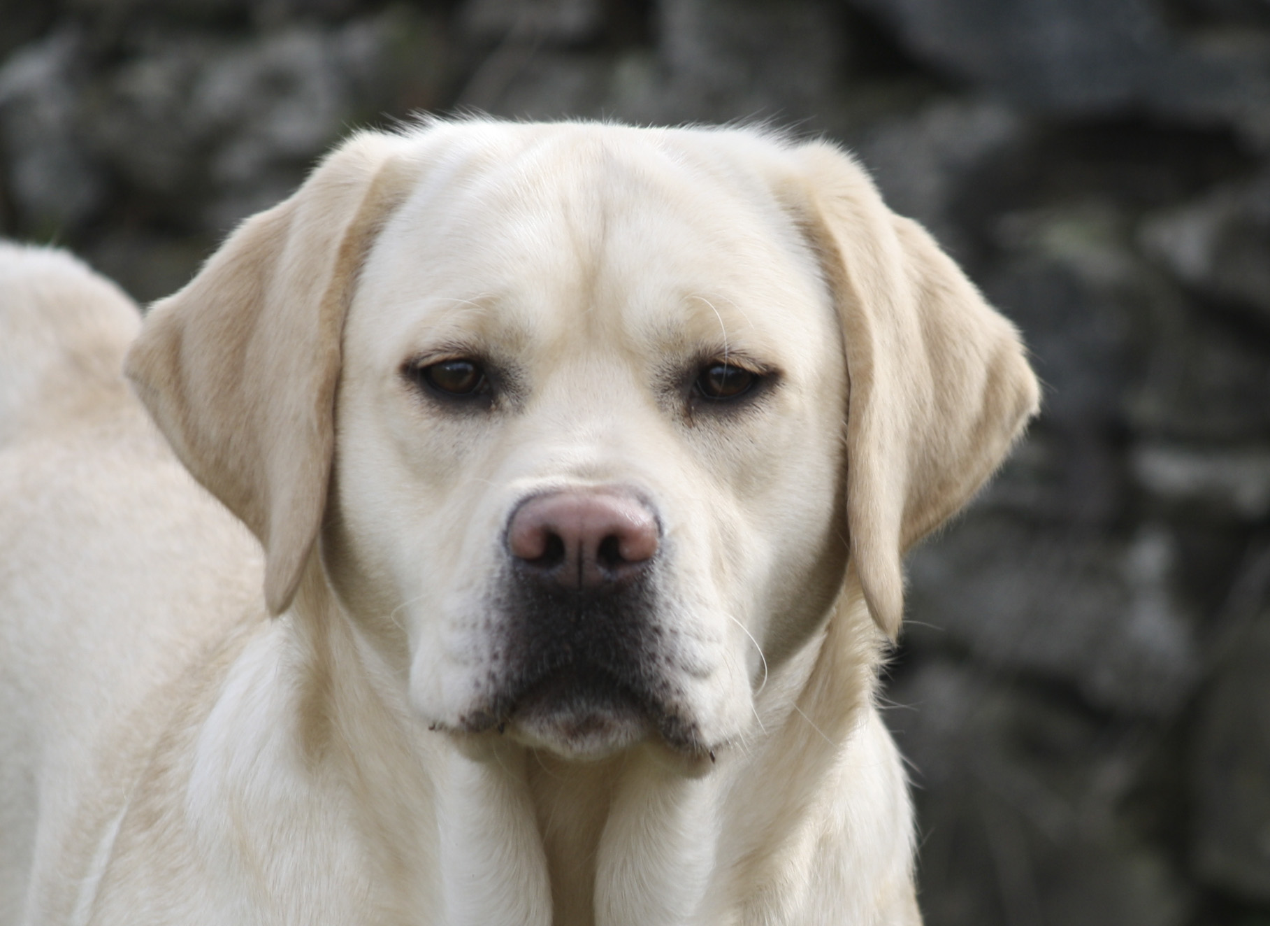 Terre Della Badia One step to Sinalion - Sinalión Labradores